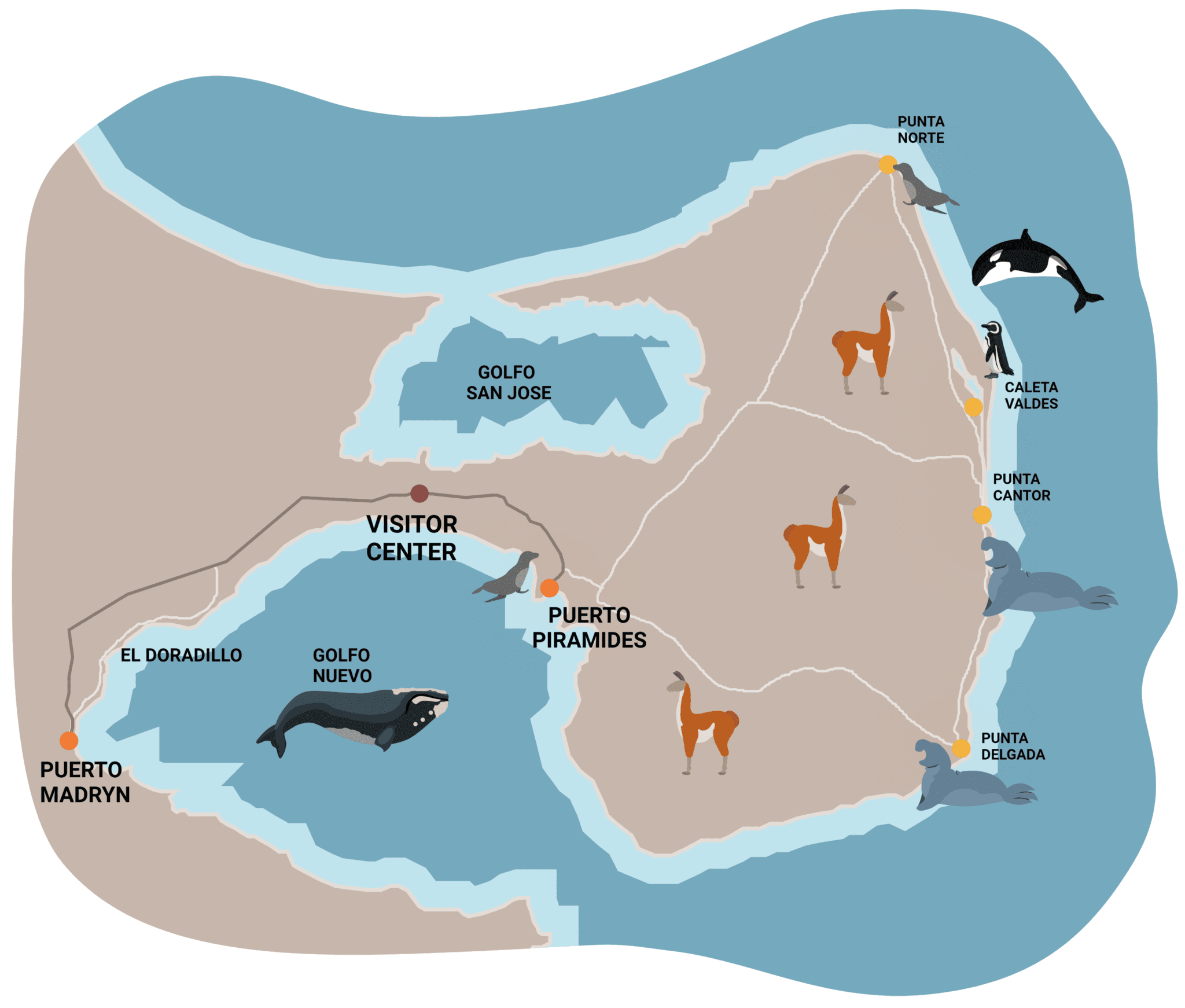 The Best 4 Day Itinerary for the Valdes Peninsula