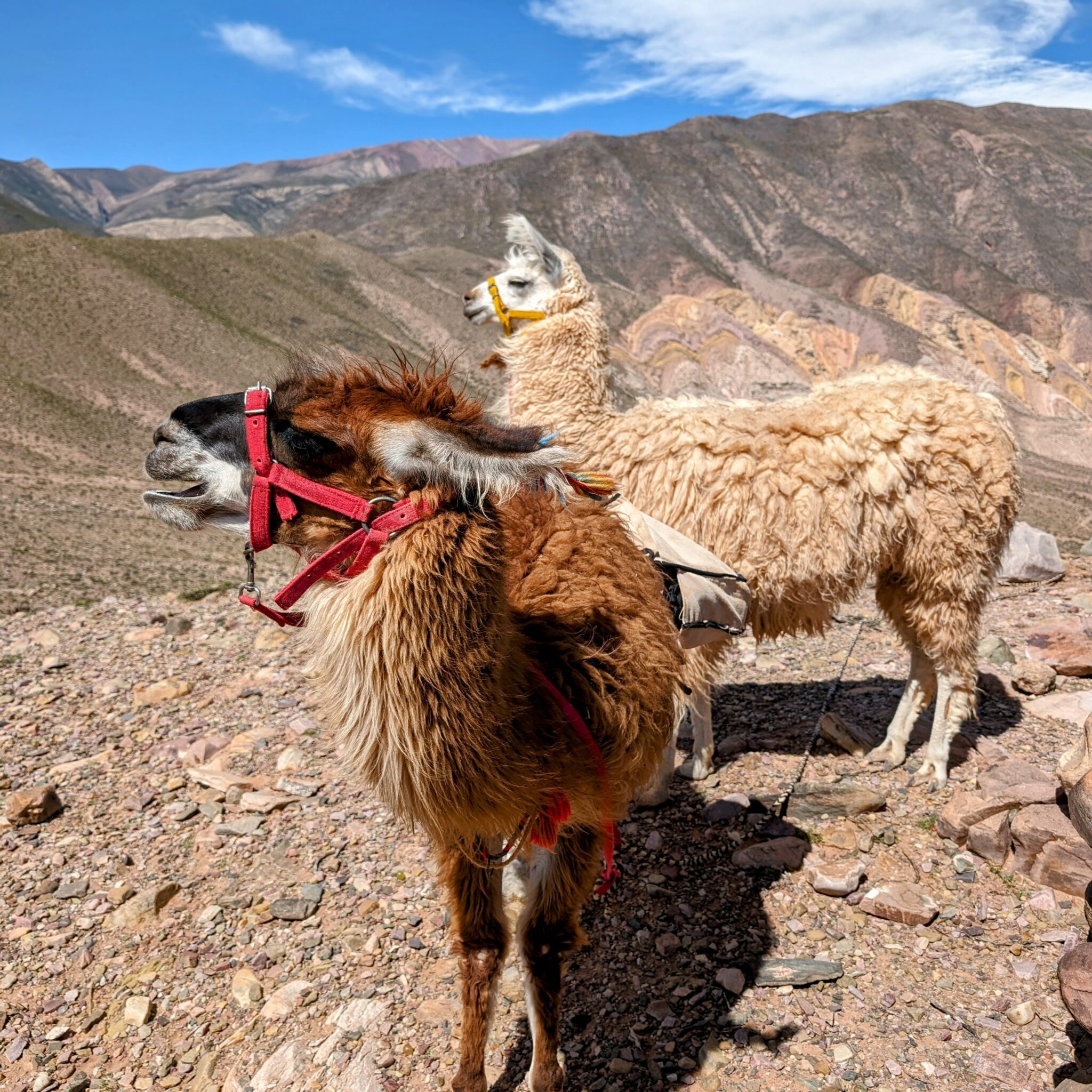 The 15 Best Things to Do in Salta