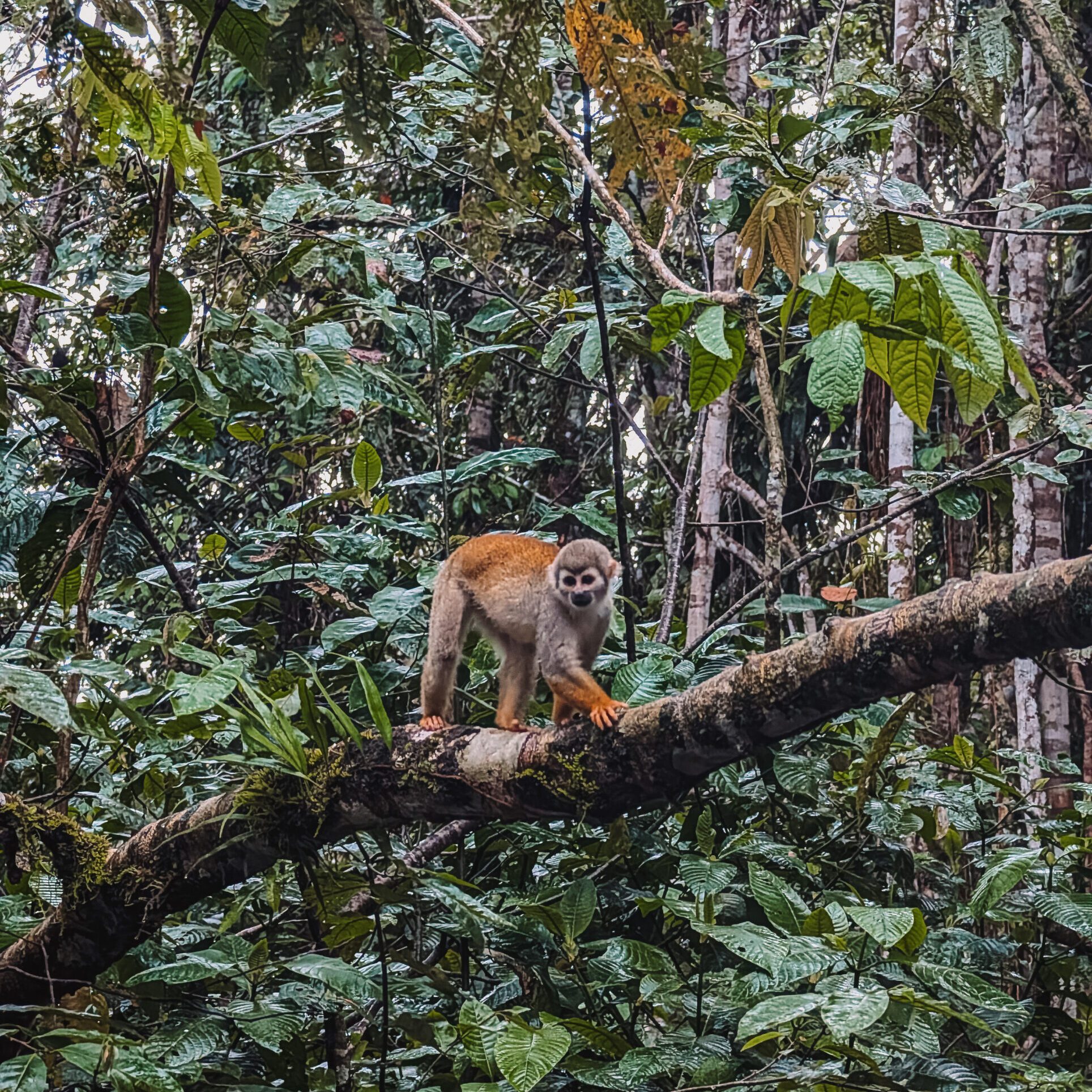 How to Visit the Amazon Rainforest of Ecuador: Yasuni National Park