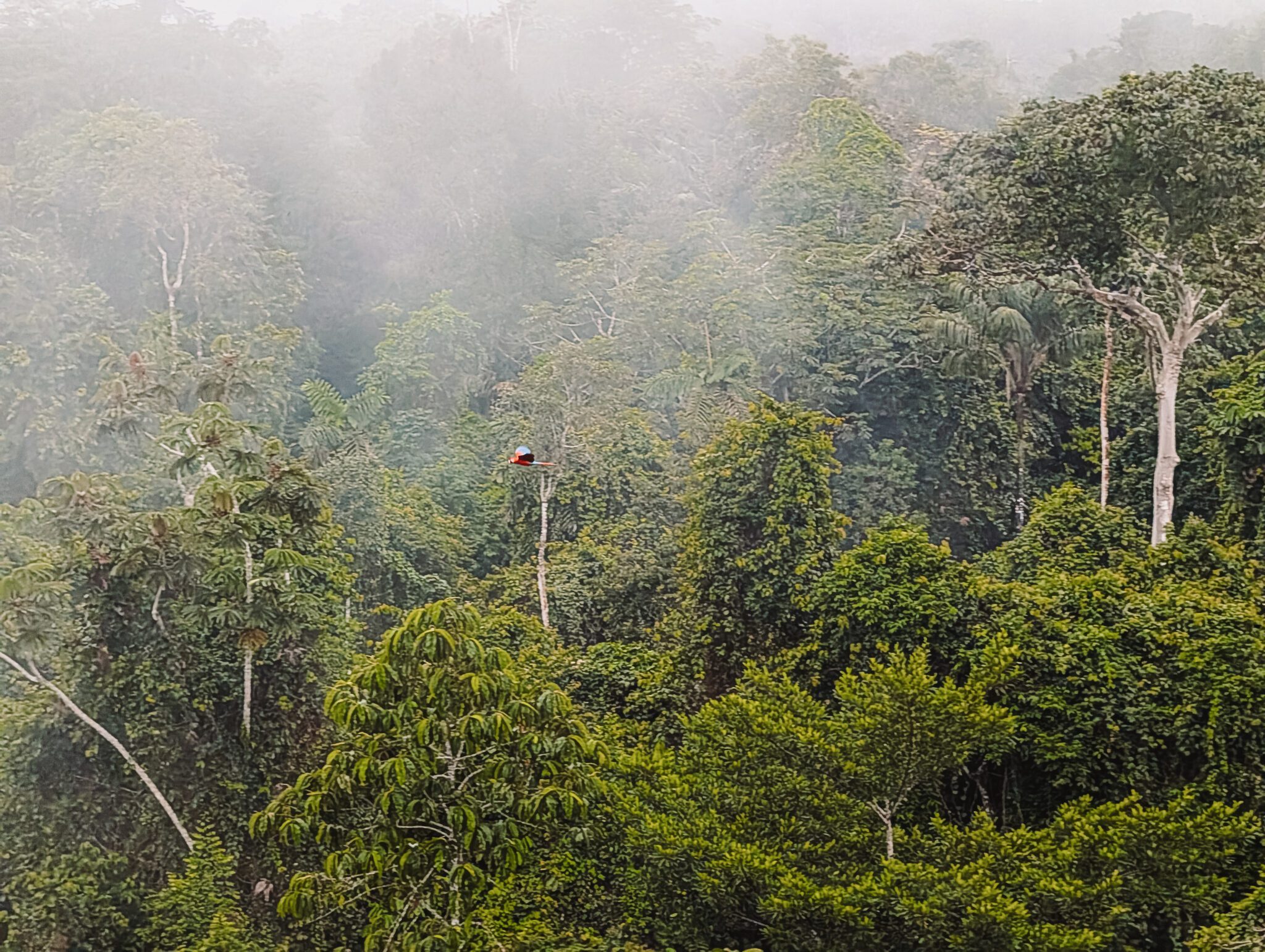 Napo Wildlife Center Ecolodge: A Luxury Rainforest Experience in Ecuador