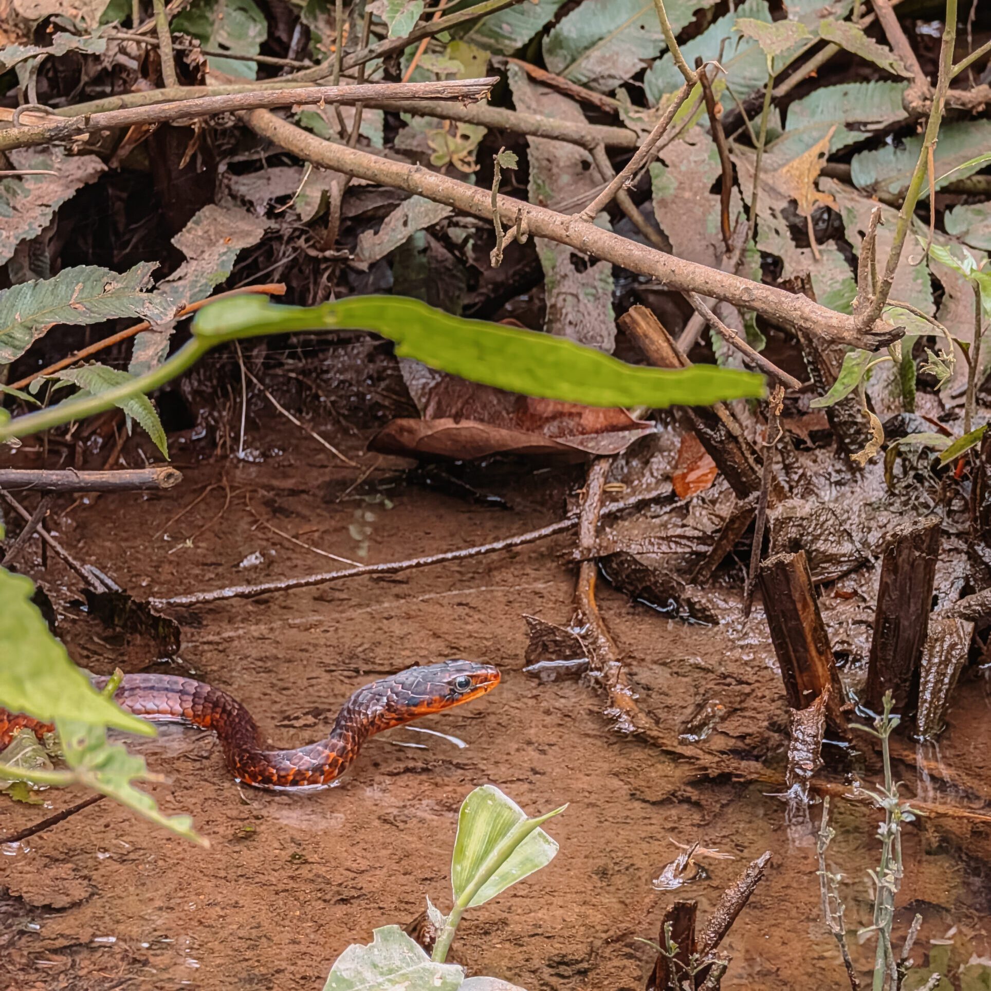 How to Visit the Amazon Rainforest of Ecuador: Yasuni National Park