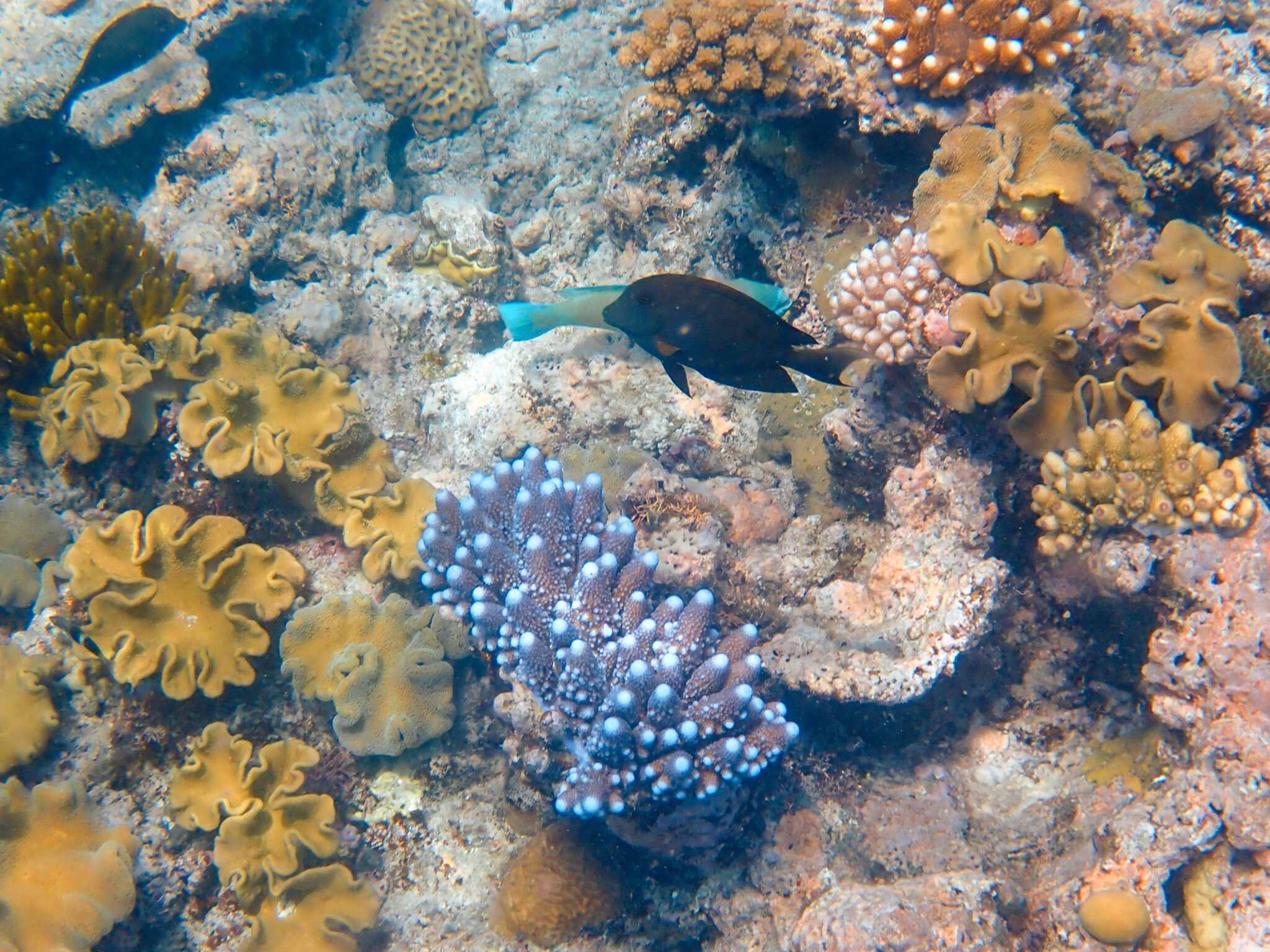 A Great Barrier Reef Day Trip from Cairns: All You Need to Know