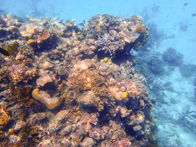 A Great Barrier Reef Day Trip from Cairns: All You Need to Know