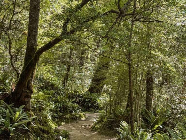 The Best Lord of the Rings Filming Locations in New Zealand